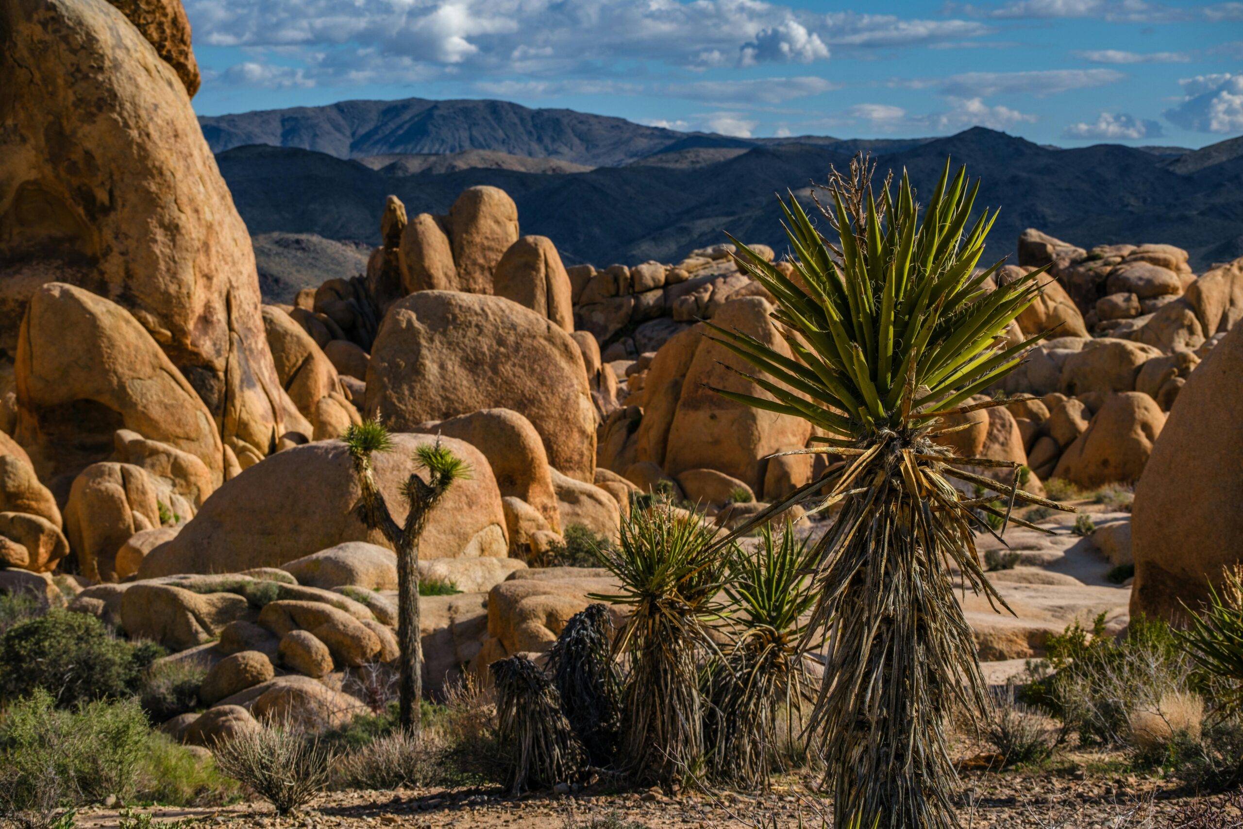 A Complete Guide to Exploring Joshua Tree State Park | Royal Sun